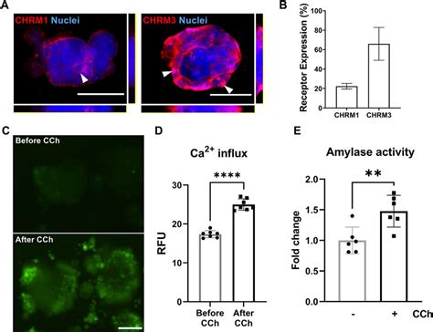 Glandular Epithelium Functional Activities Of Organoids Generated On