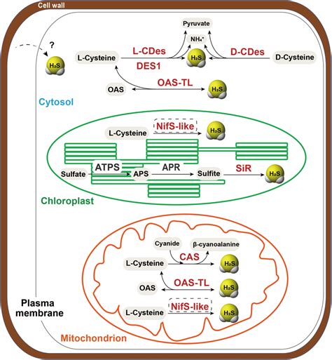 Biochemical Model For Hydrogen Sulfide H2s Production In Plants In Download Scientific