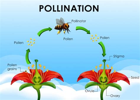 Schéma Montrant La Pollinisation Par La Fleur Et Labeille Vecteur
