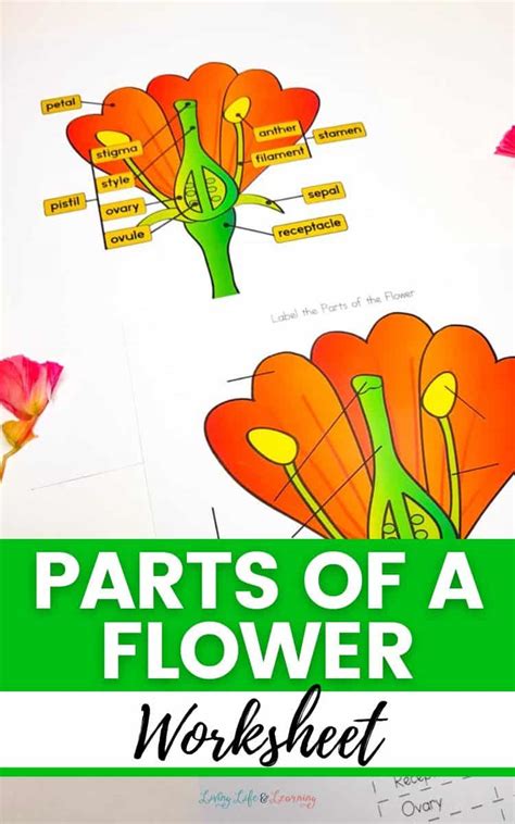 Parts Of A Flower Worksheet 4th Grade Fantastic Ideas For Teaching