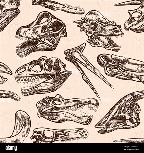 Dinosaurs Fossils Skull Heads Sketch Seamless Pattern Stock Vector Image And Art Alamy