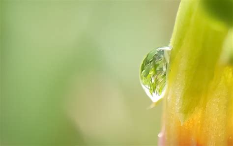 Physalis Angulata 꽃은 또한 가장 인기있는 이름에서 요정 등불로 불립니다 0명에 대한 스톡 사진 및 기타 이미지 0명 관목 꽃 나무 Istock
