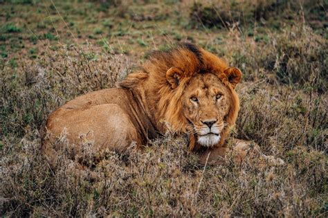 15 Tips For Your First African Safari And Things To Know Before You Go