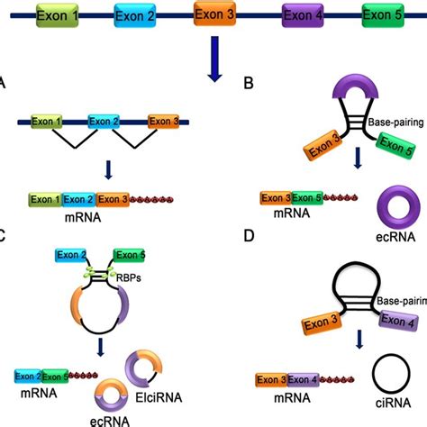 The Difference Between Linear RNA And CircRNA Primer Design A FW Is Download Scientific