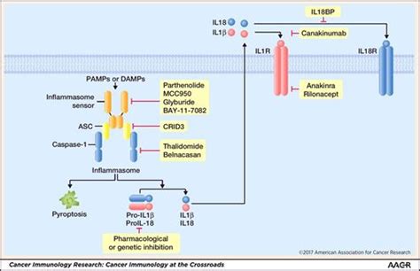 Inflammasomes And Cancer Cancer Immunology Research American