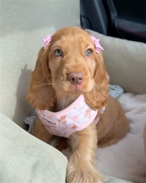 Cocker Spaniel 1 She Knows Shes Beautiful 💕 Via Itspennysworld