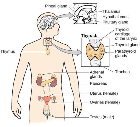 Difference Between Endocrine And Exocrine Glands VIVA DIFFERENCES