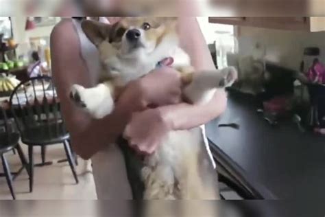 主人要给柯基洗澡！小短腿像个孩子一样好听话！