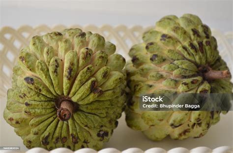 설탕 사과 또는 달콤한 솝 아노나 스쿼 모사의 식용 과일 울퉁불퉁 한 세그먼트로 구성된 두꺼운 껍질 살은 향긋하고 달콤하며 크림색에서 연한 노란색으로 커스터드와 비슷하고