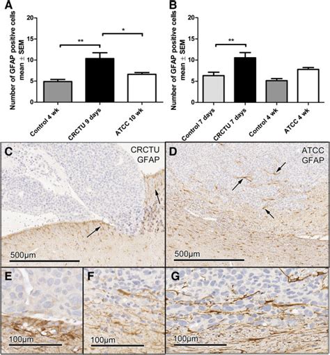 Gfap Immunoreactivity A Graph Showing The Average Number Of Gfap Download Scientific Diagram