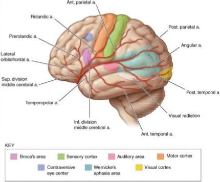 Cerebral Cortex Labeled