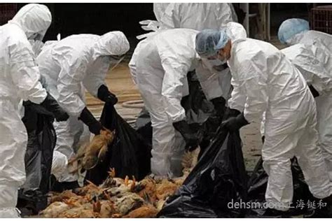 上海新增1例h7n9禽流感病例 铤和商城