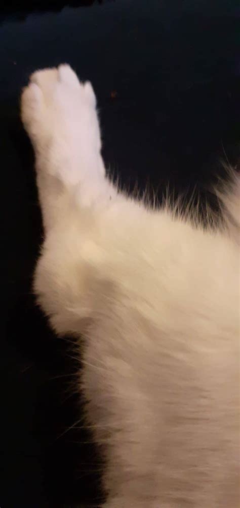 My 11 Year Old Cat Has A Lump On Her Hind Leg Which I Believe Was