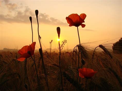 Joachim Siewert Mohn Im Sonnenuntergang Hier Gehts Zur
