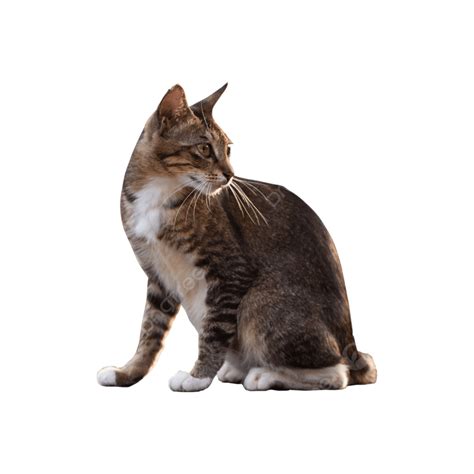 Transparent Layer PNG Picture Cat Png Transparent Layer Material Cat
