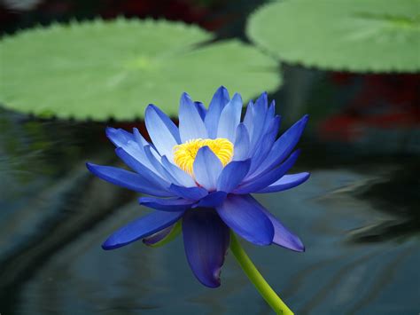 Лотосы и лилии / Lotuses and lilies HD Foto (72 фото) » Картины ...