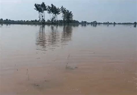 Continuous High Level Flooding Persists At Two Points In Sutlej River
