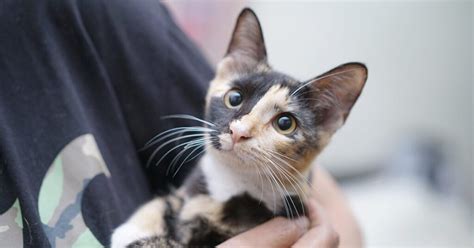 What You Need To Know Before Adopting A Cat Pumpkin®