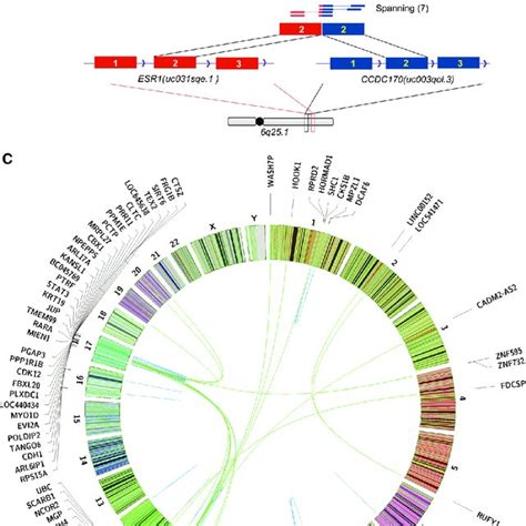 Recurrent And Functionally Recurrent Gene Fusions In A Tcga 62 Breast