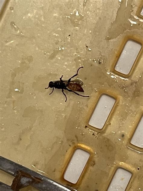 Ant Wasp R Whatsthisbug