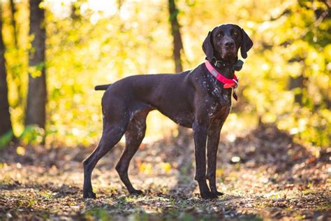 German Shorthaired Pointer Temperament What S A German Shorthaired