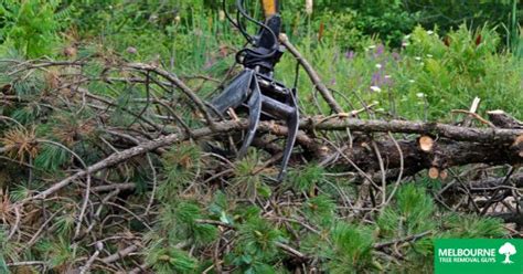 Choosing The Right Tree Removal Service In Melbourne What To Consider Melbourne Tree Removal Guys
