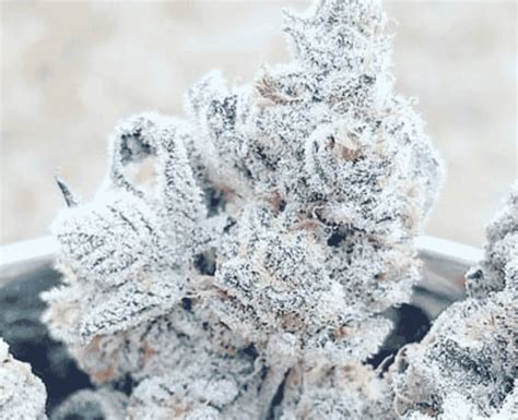 In House Genetics Jelly Breath S1 Strain Fem Photo Multiverse
