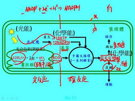10602高一基礎生物1 4 02光反應與碳反應統整圖一禮 YouTube