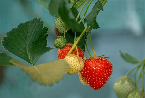 Stroberi Kebun Tanaman Foto Gratis Di Pixabay Pixabay