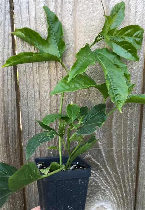 Passion Fruit Passiflora Edulis Purple Possum Etsy