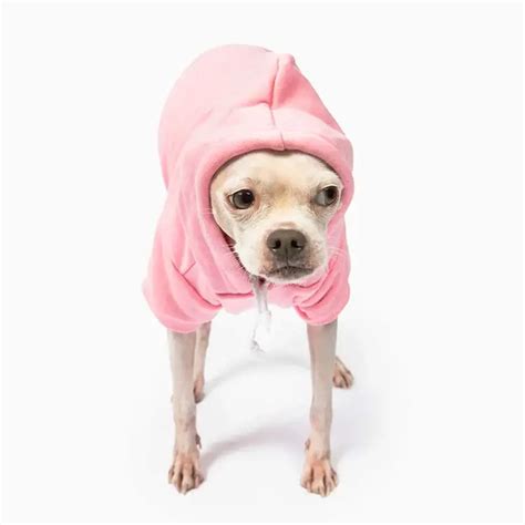 Keeping It Cozy Why Your Chihuahua Needs A Hoodie Shunvogue