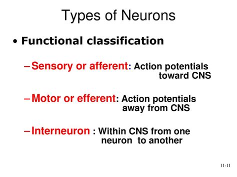 At The End Of This Lecture You Should Know Organization Of Nervous