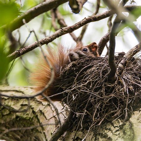 COMMENT ATTIRER LES ECUREUILS DANS VOTRE JARDIN Silence ça pousse