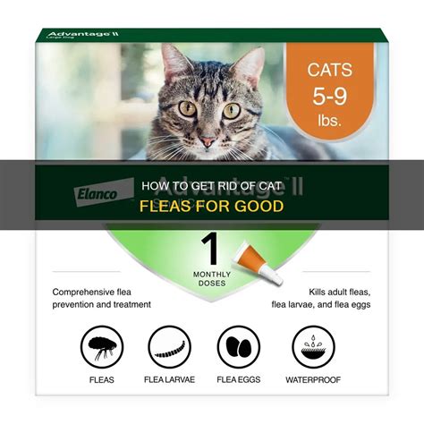 How To Get Rid Of Cat Fleas For Good PetShun