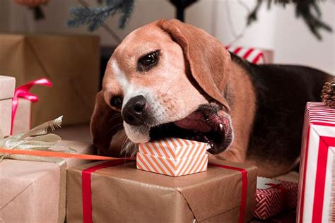 Are Bay Leaves Poisonous To Humans And Dogs