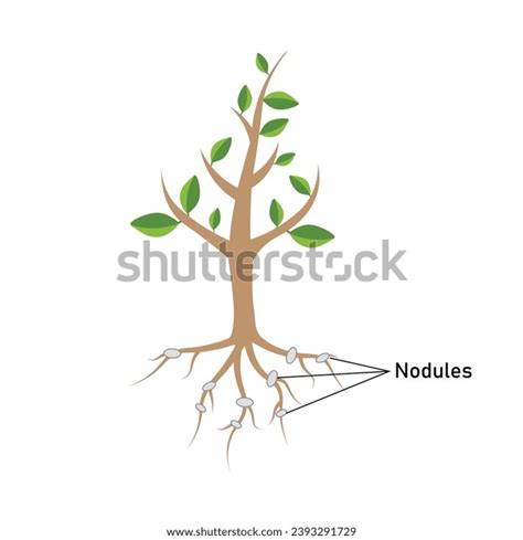 Root Nodule Over 22 Royalty Free Licensable Stock Illustrations