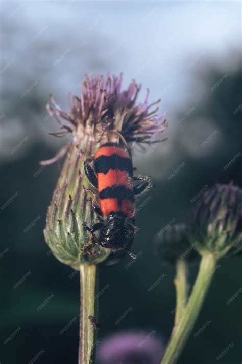 Premium Photo Close Up Of Linen Skin Stink Bug On The Green Leaf The