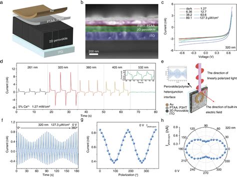 2d Perovskite Heterojunction‐based Self‐powered Polarized