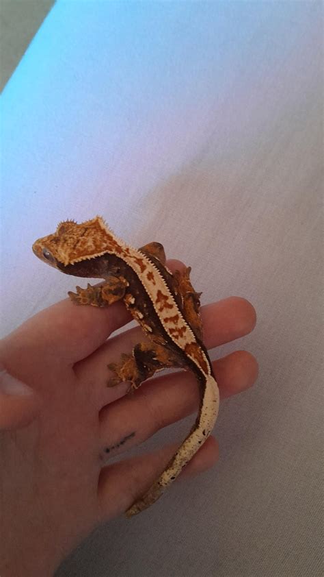 Do You Know What Morph Tis Crestie Has R Crestedgecko
