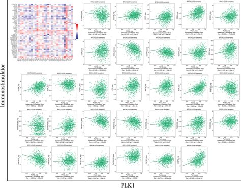The Immunostimulators Associated With Aberrant Polo‐like Kinase 1