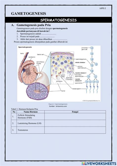 Gametogenesis Free Interactive Worksheets 2325176
