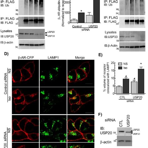 Agonist Induced Ubiquitination And Lysosomal Trafficking Of The β 1 Ar