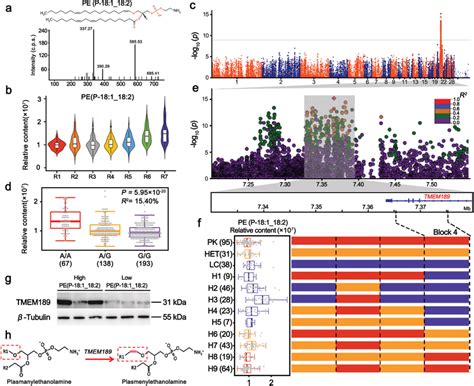 Genetic Regulation Of Plasmalogen Levels A Structure And Ms Ms Download Scientific Diagram