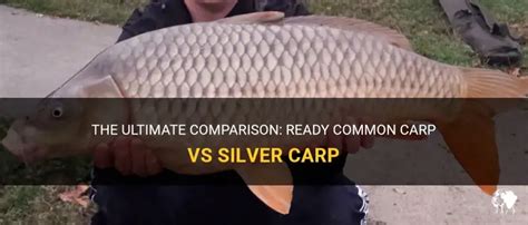 The Ultimate Comparison Ready Common Carp Vs Silver Carp Petshun