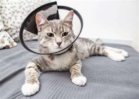 El Gato Joven Con Los Ojos Verdes Está Mintiendo En La Cama En Casa En