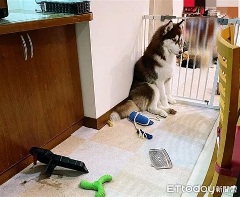 案發現場物品撒滿地！哈士奇「委屈臉低頭坐角落」 媽：怎罵得下去 Ettoday寵物雲 Ettoday新聞雲