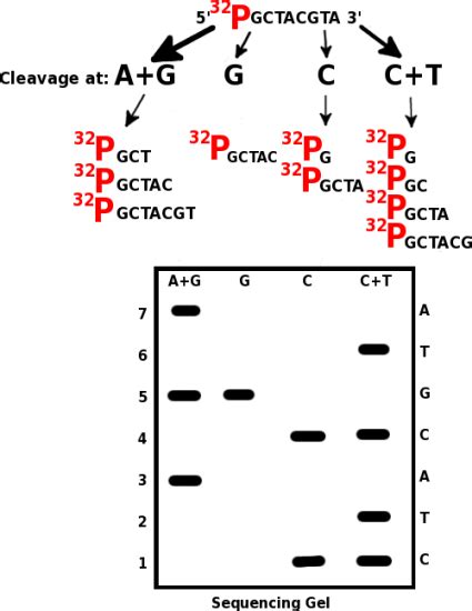 Difference Between Maxam Gilbert And Sanger Sequencing Compare The Difference Between Similar