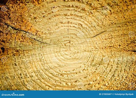 Texture Of Tree Stump Stock Image Image Of Grunge Concentric 27083687