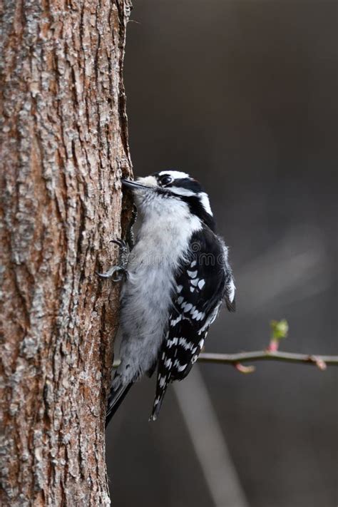 Male Downy Woodpecker Looking For Insects Stock Image Image Of Forest