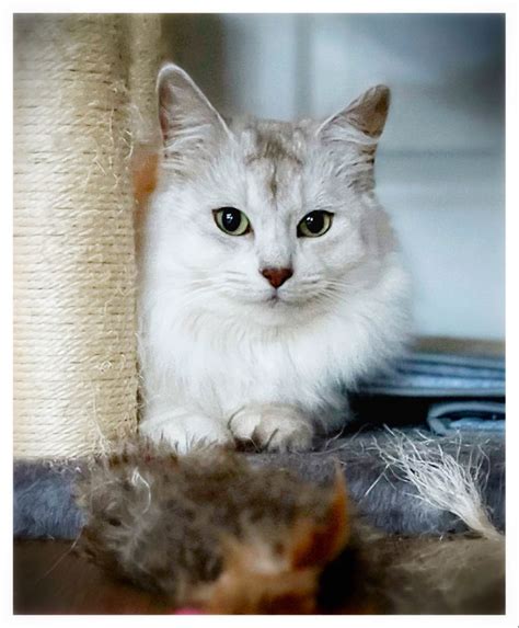 Why Does My Cat Have Dandruff Reasons Why Cats Have Dandruff And How To